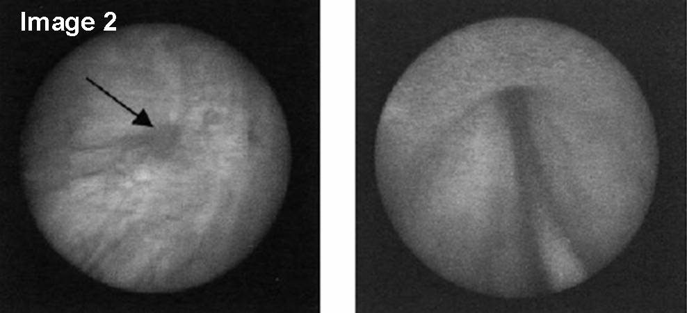 BME240-Kniazeva-Home